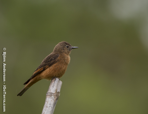 iGoTerra - Learn about Brown-backed Needletail Hirundapus giganteus