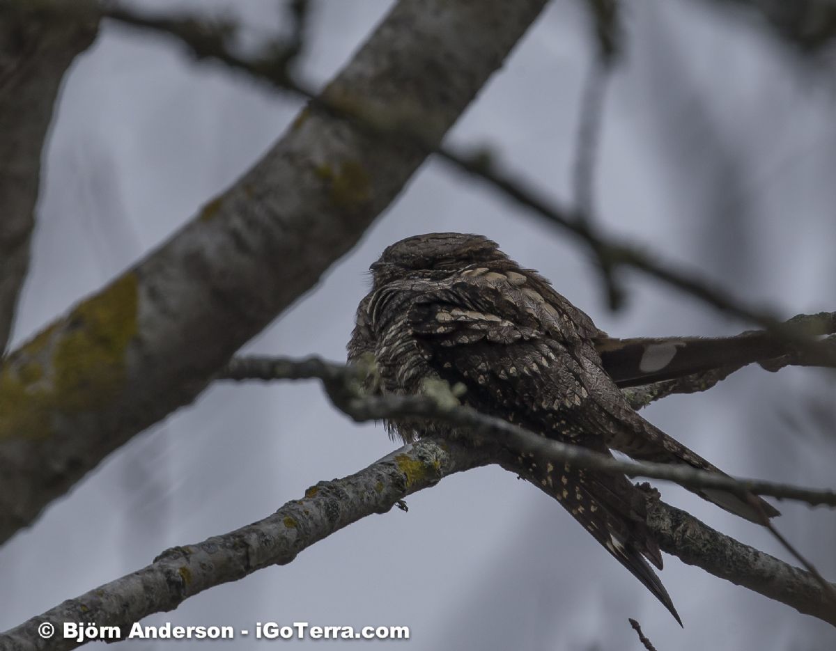 iGoTerra - Learn about Malabar Glassy Perchlet Ambassis dussumieri