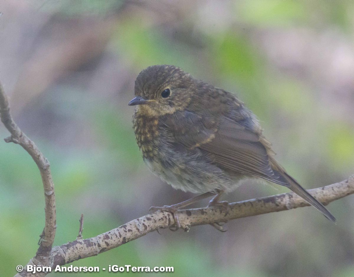 iGoTerra - Learn about Broad Leaved Native Cherry Exocarpos latifolius