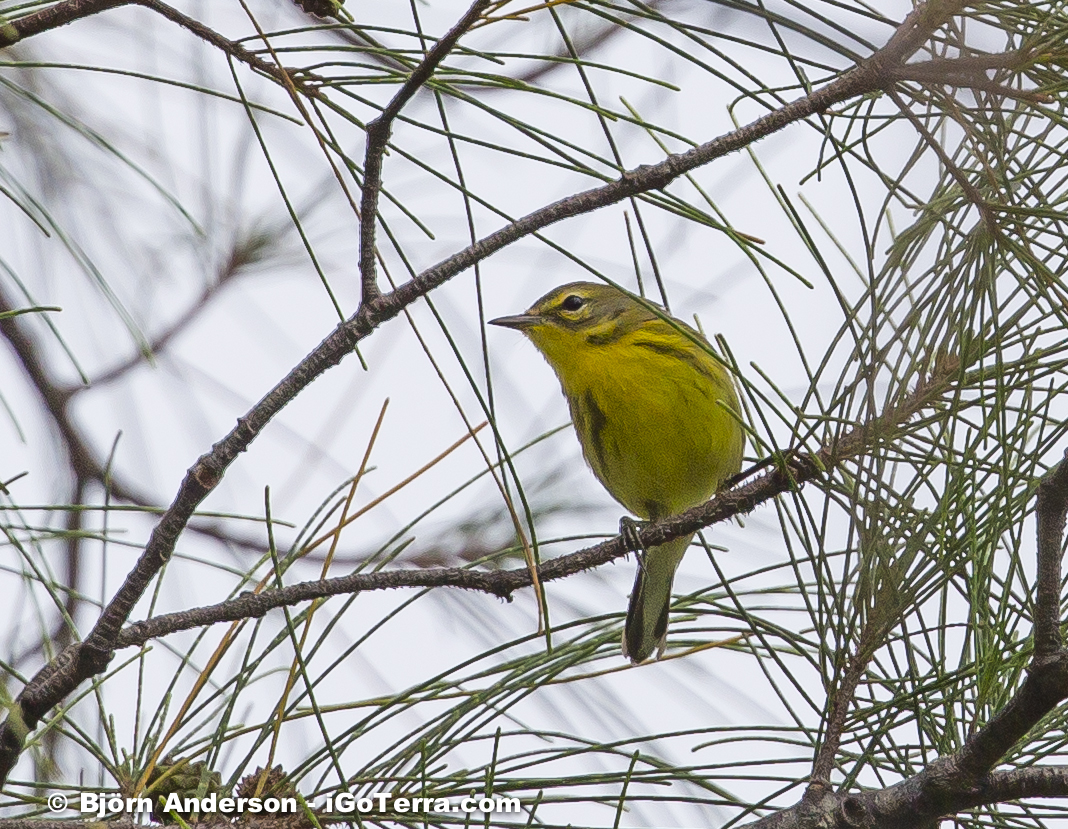 iGoTerra - Learn about Scaled Pigeon Patagioenas speciosa