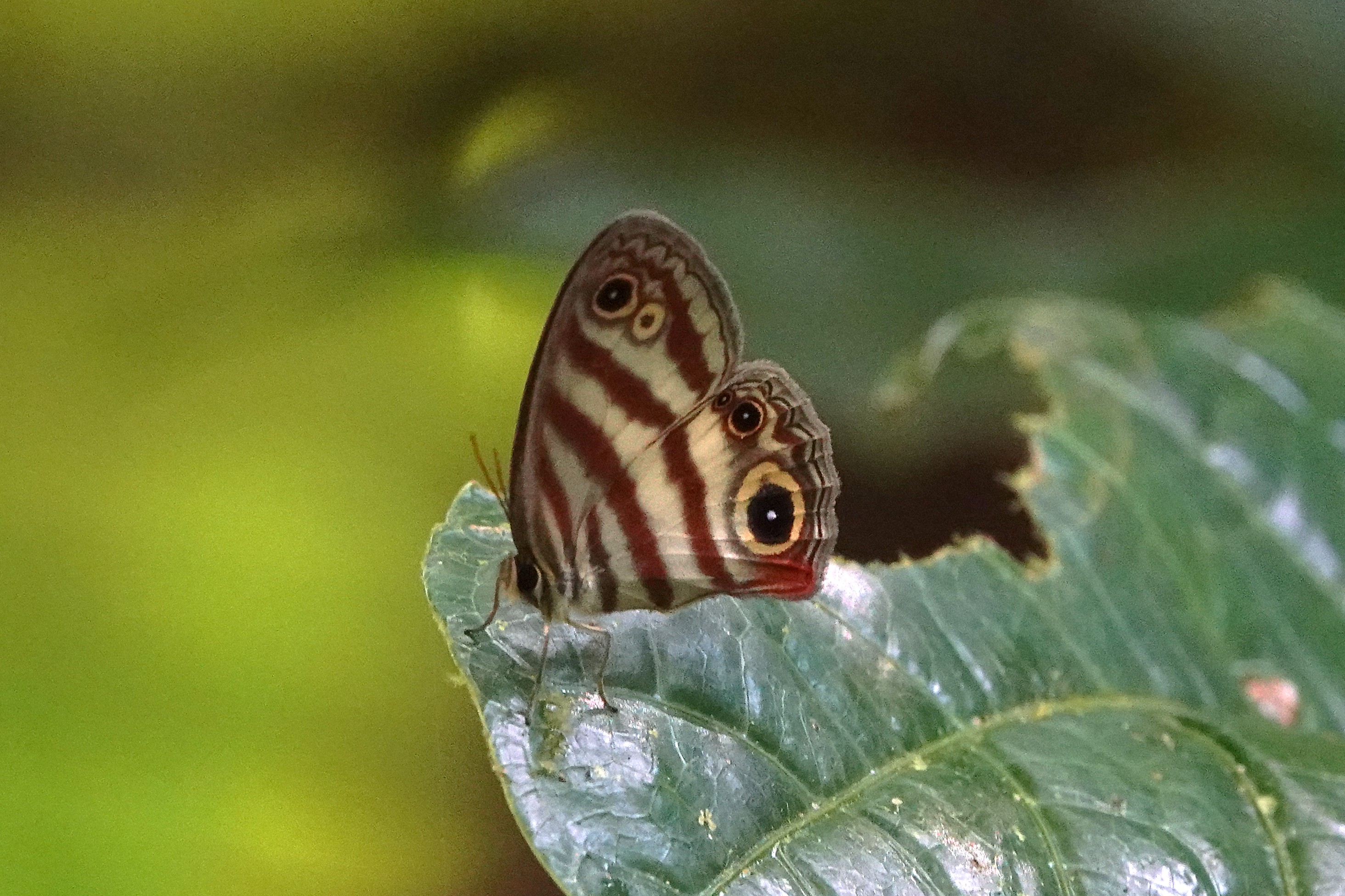 iGoTerra - Learn about Unmarked Dagger Moth Acronicta innotata
