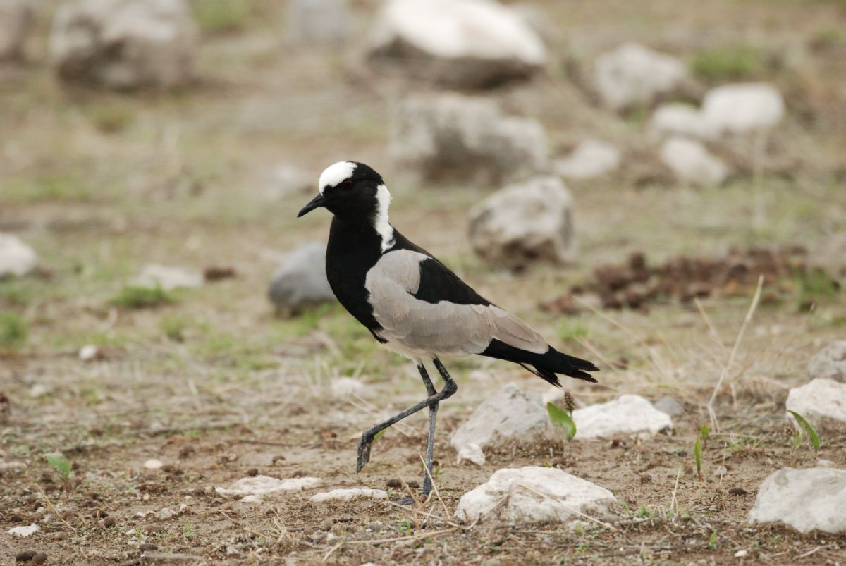 iGoTerra - Learn about Kamchatka Leaf Warbler Phylloscopus examinandus