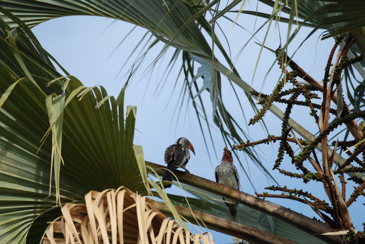 iGoTerra - Learn about Kamchatka Leaf Warbler Phylloscopus examinandus