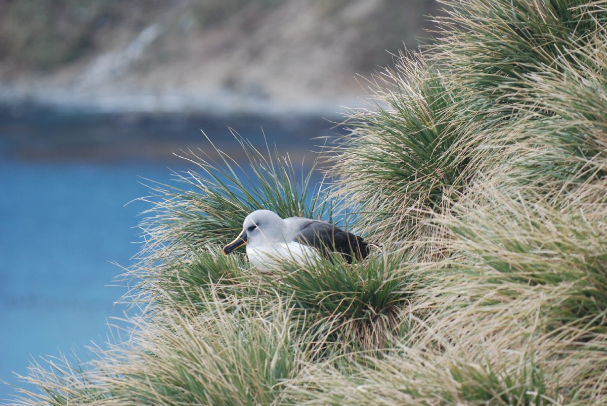 iGoTerra - Learn about Neotropic Cormorant Nannopterum brasilianum