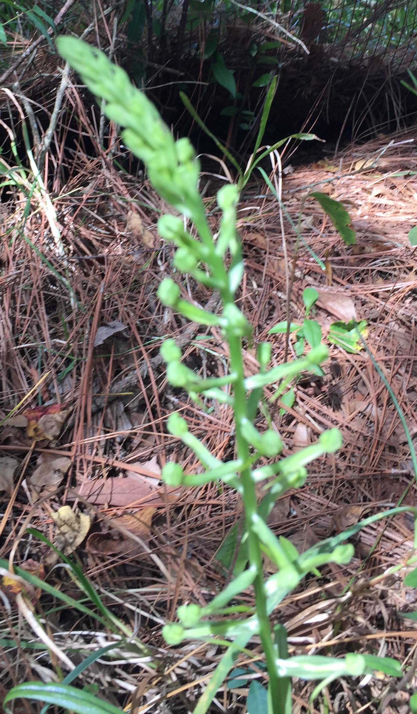 iGoTerra - Learn about Gray-backed Hawk Pseudastur occidentalis