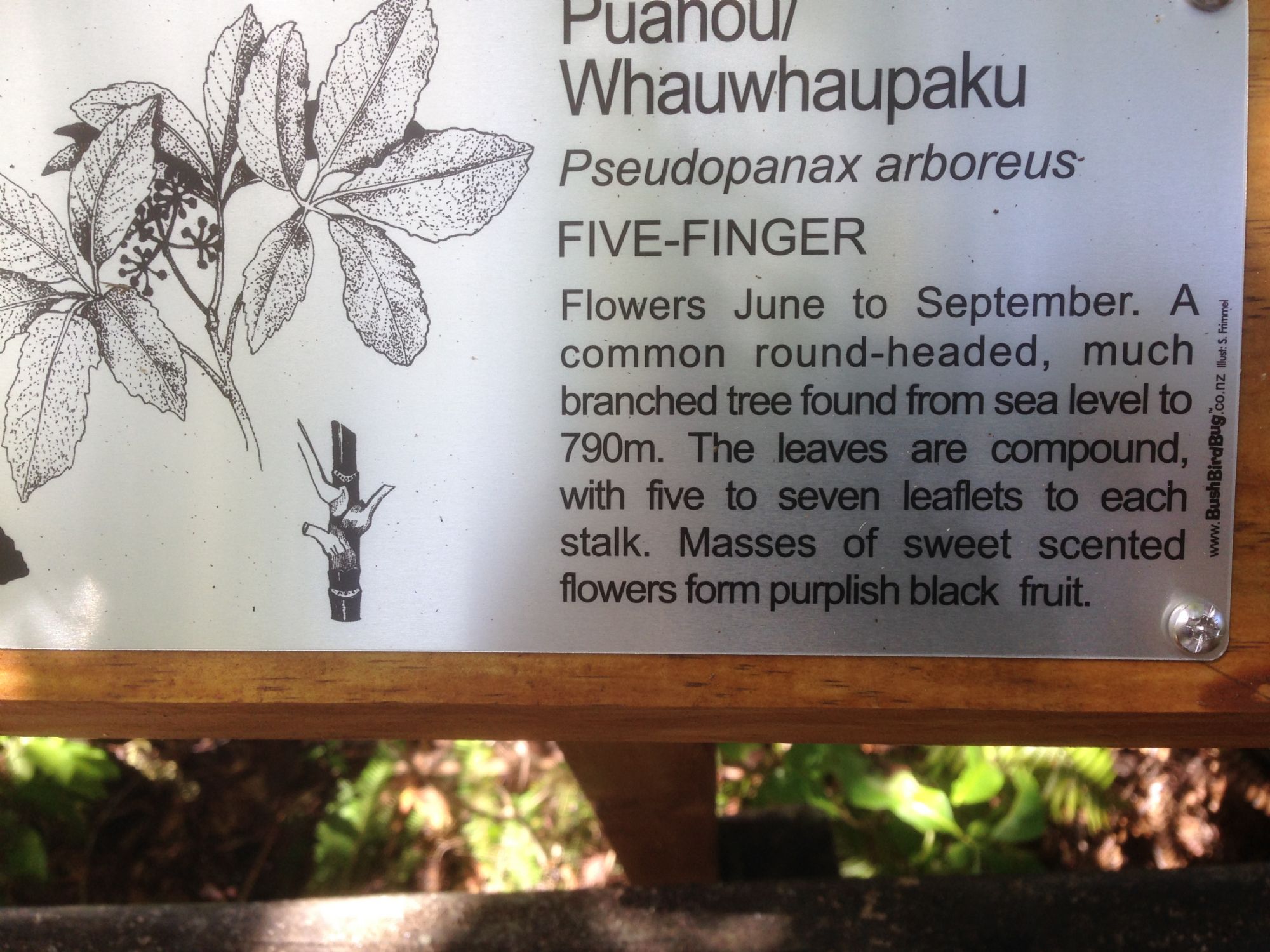 iGoTerra - Learn about Monteiro's Storm-Petrel Hydrobates monteiroi