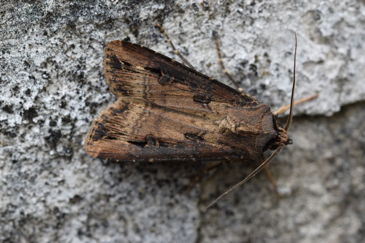 iGoTerra - Learn about Red Sea Leopard Grouper Plectropomus marisrubri