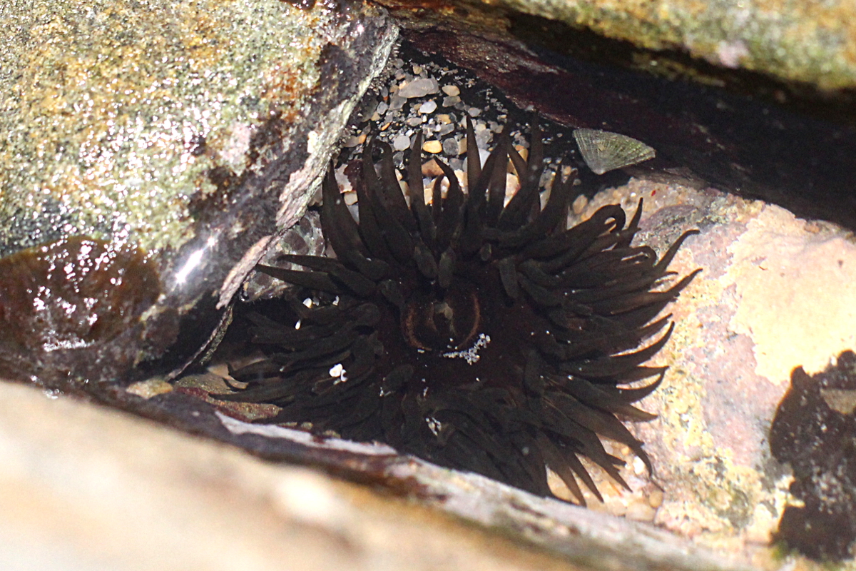 iGoTerra - Learn about Oriental Common Cerulean Jamides celeno