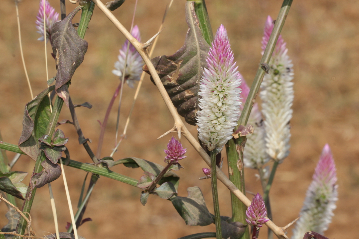 iGoTerra - Learn about Muscat Mouse-tailed Bat Rhinopoma muscatellum