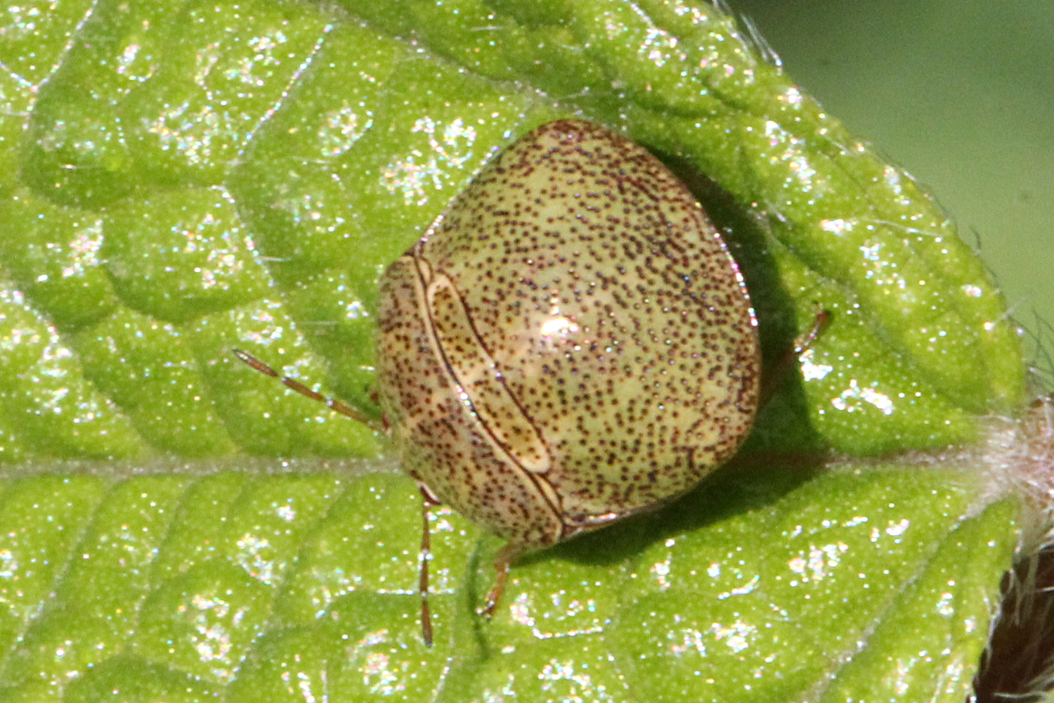 iGoTerra - Learn about Phazaca coniferoides