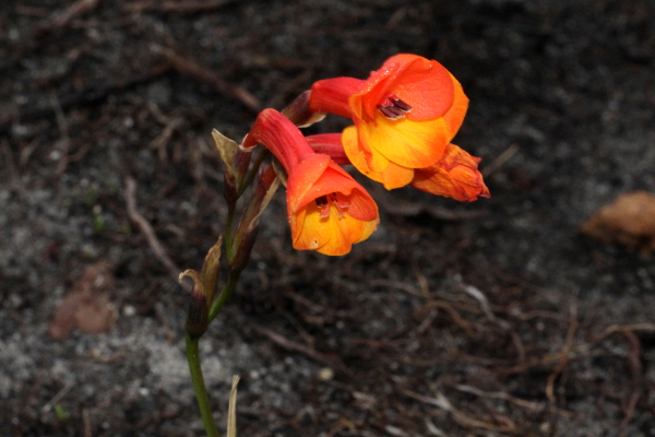 iGoTerra - Learn about Blunt-flowered Rush Juncus subnodulosus