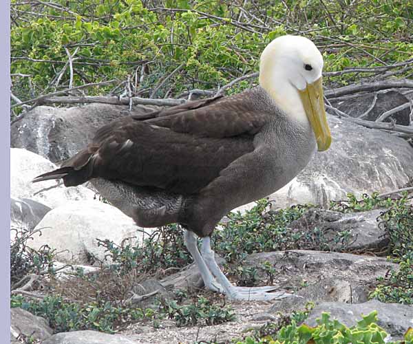 iGoTerra - Learn about Spangled Coquette Lophornis stictolophus