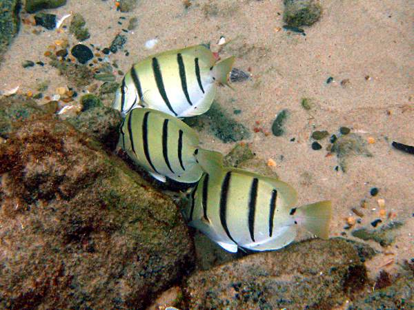 iGoTerra - Learn about Ashy Thrush Geokichla cinerea