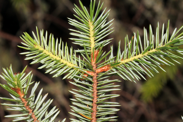 iGoTerra - Learn about New Zealand Spider Orchid Corybas oblongus