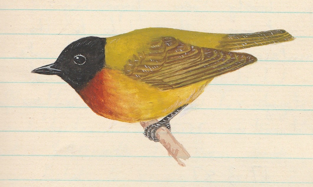 iGoTerra - Learn about Black-chinned Babbler Cyanoderma pyrrhops