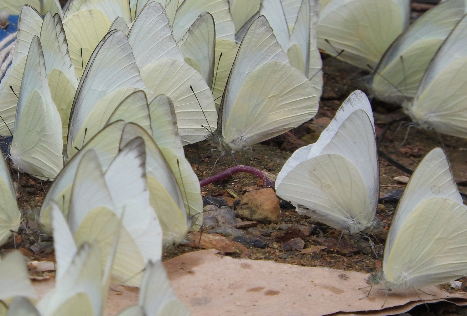iGoTerra - Learn about Costa Rican Swift Chaetura fumosa