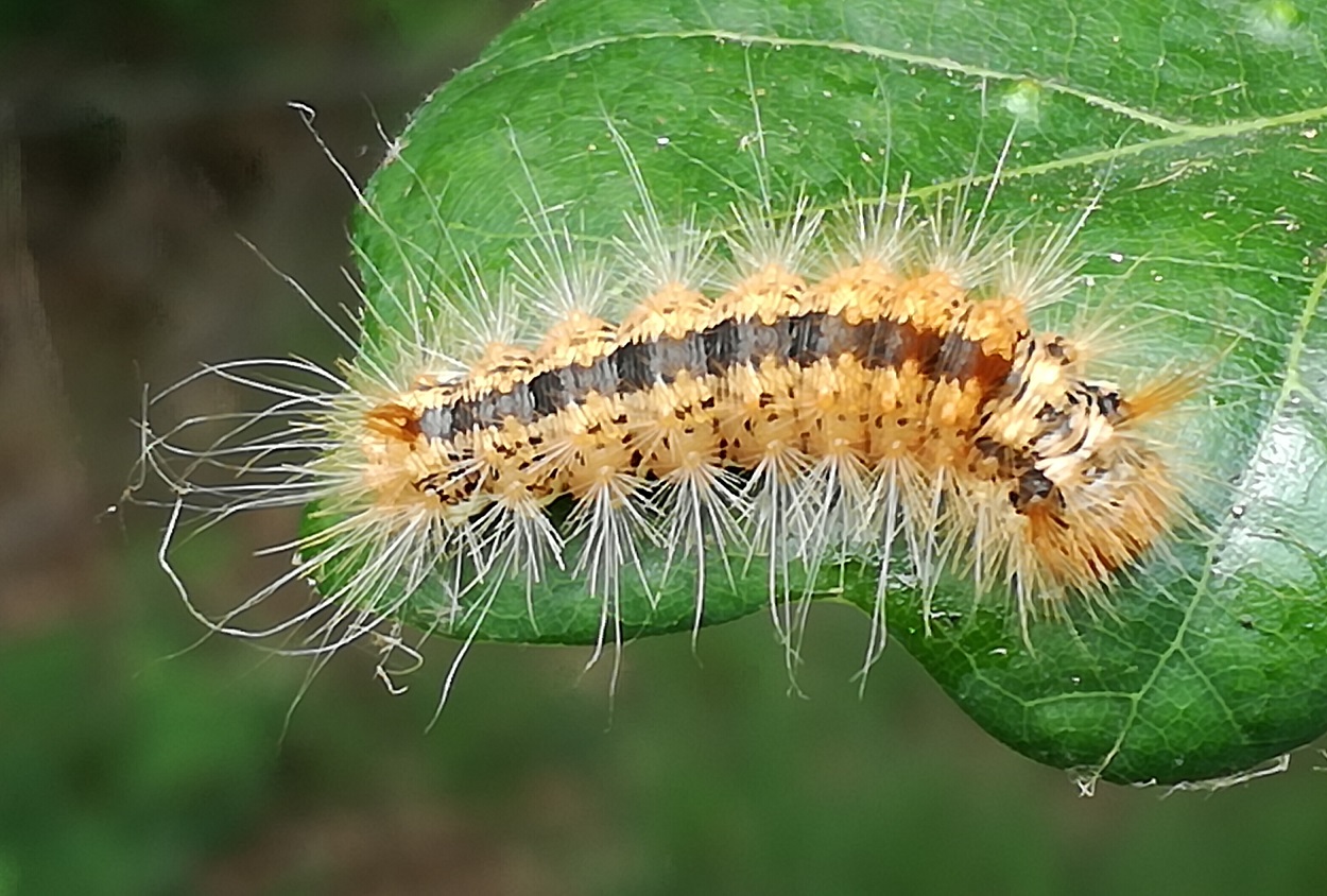 iGoTerra - Learn about Pyrocephalus rubinus piurae