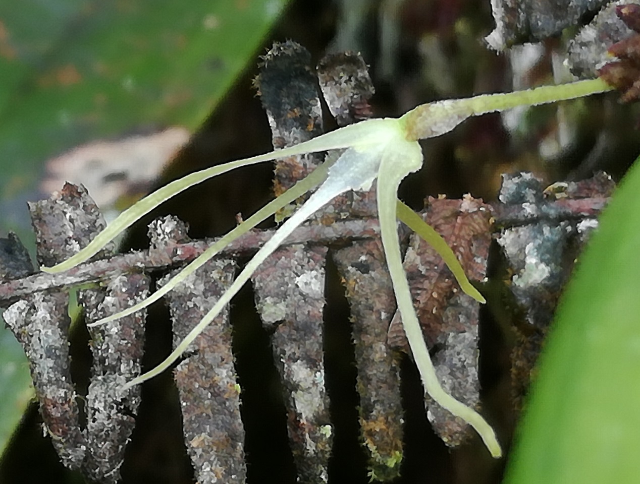 iGoTerra - Learn about Black-chinned Babbler Cyanoderma pyrrhops