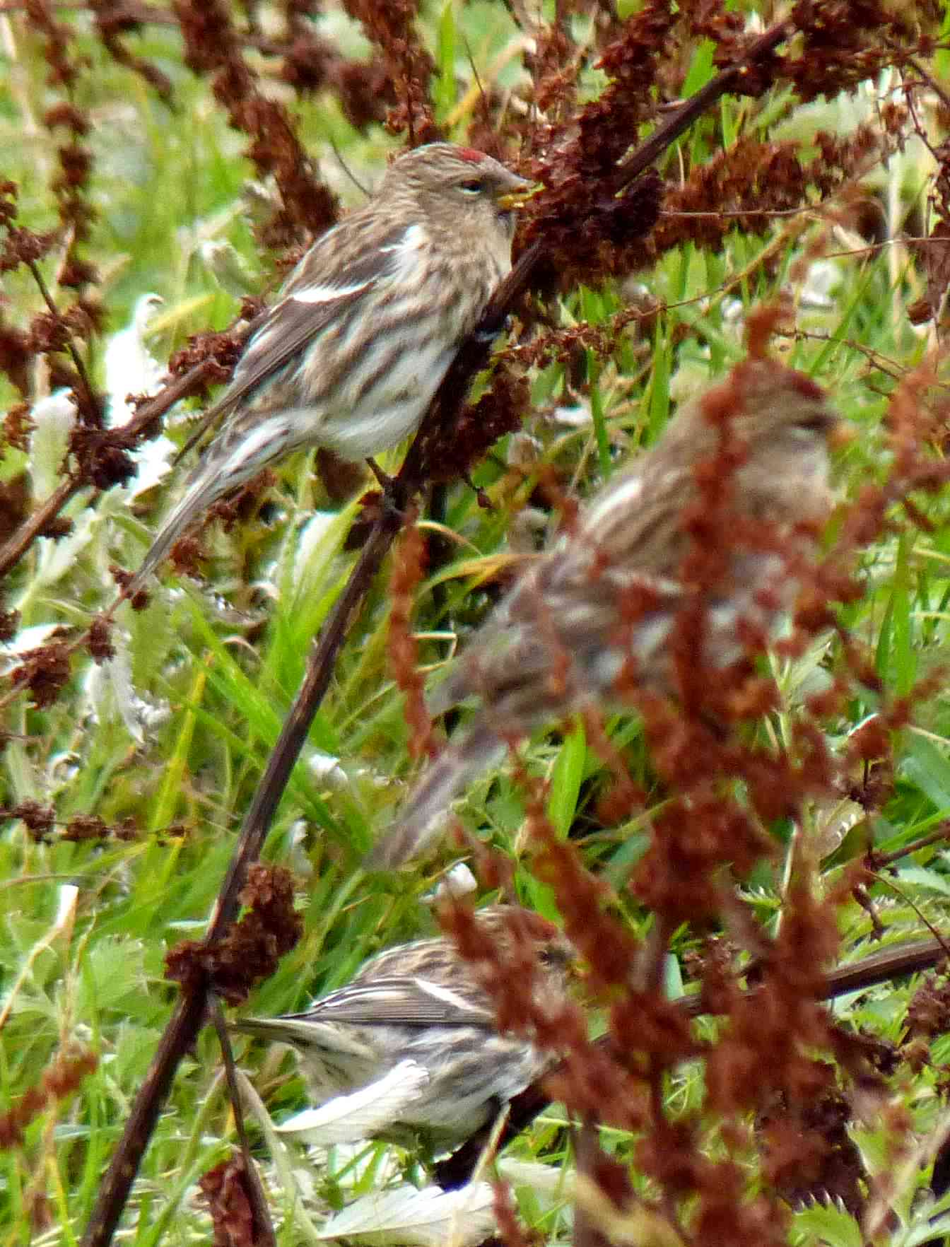 iGoTerra - Learn about Reunion Cuckooshrike Lalage newtoni