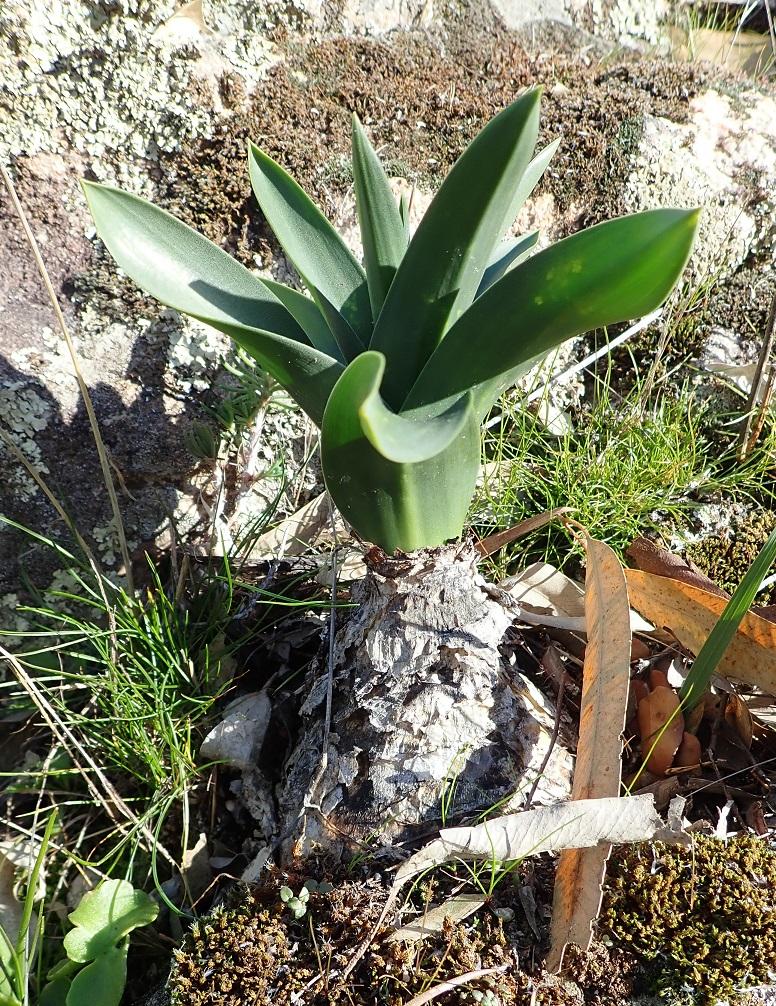 iGoTerra - Learn about Cebu Boobook Ninox rumseyi