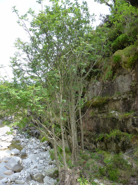 iGoTerra - Learn about Common Diving Petrel Pelecanoides urinatrix