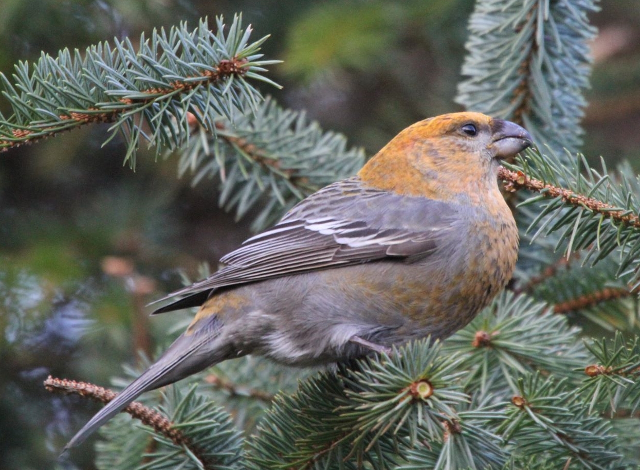 iGoTerra - Learn about Bicolored Hawk Accipiter bicolor