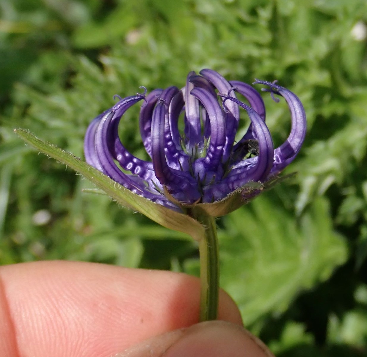 iGoTerra - Learn about Whistler's Warbler Phylloscopus whistleri
