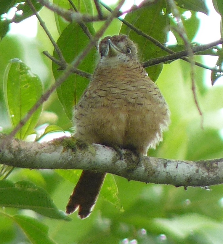 iGoTerra - Learn about Marsh Warbler Acrocephalus palustris