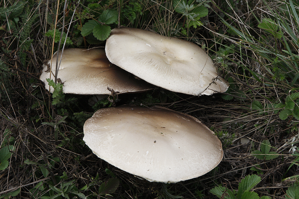 iGoTerra - Learn about Lesser Honeyguide Indicator minor