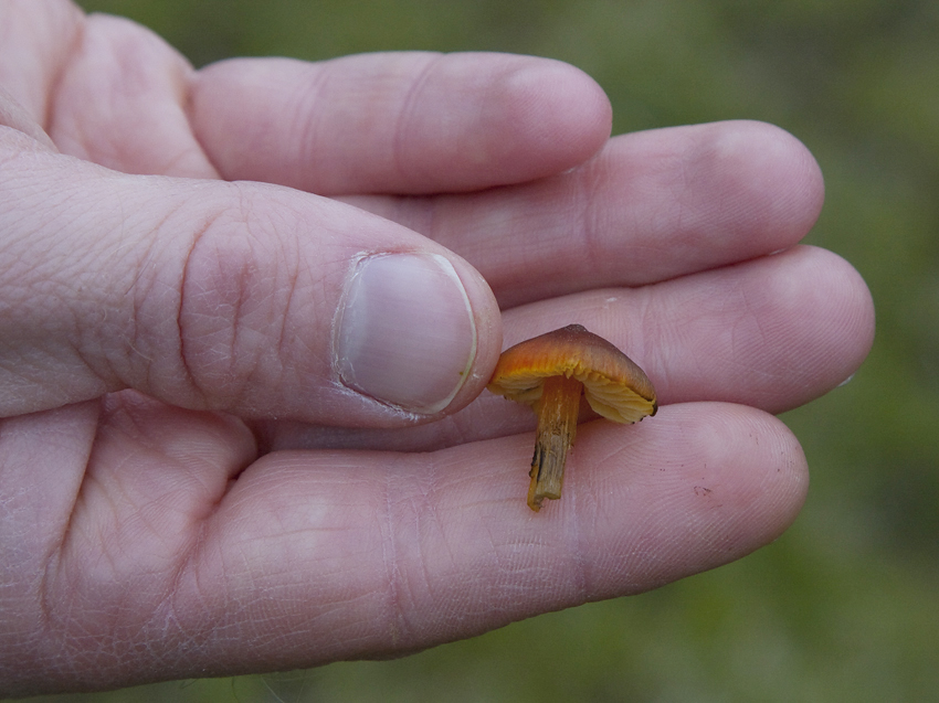 iGoTerra - Learn about Dideric Cuckoo Chrysococcyx caprius