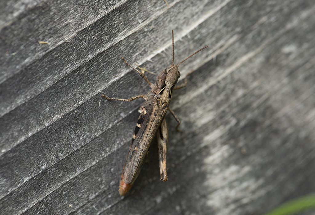 iGoTerra - Learn about Stygian Owl Asio stygius