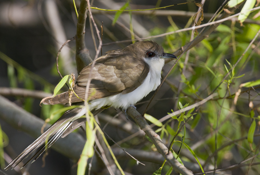 iGoTerra - Learn about Golden-brown Mouse Lemur Microcebus ravelobensis