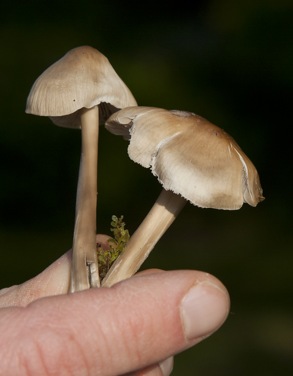 iGoTerra - Learn about Chinese Sparrowhawk Accipiter soloensis