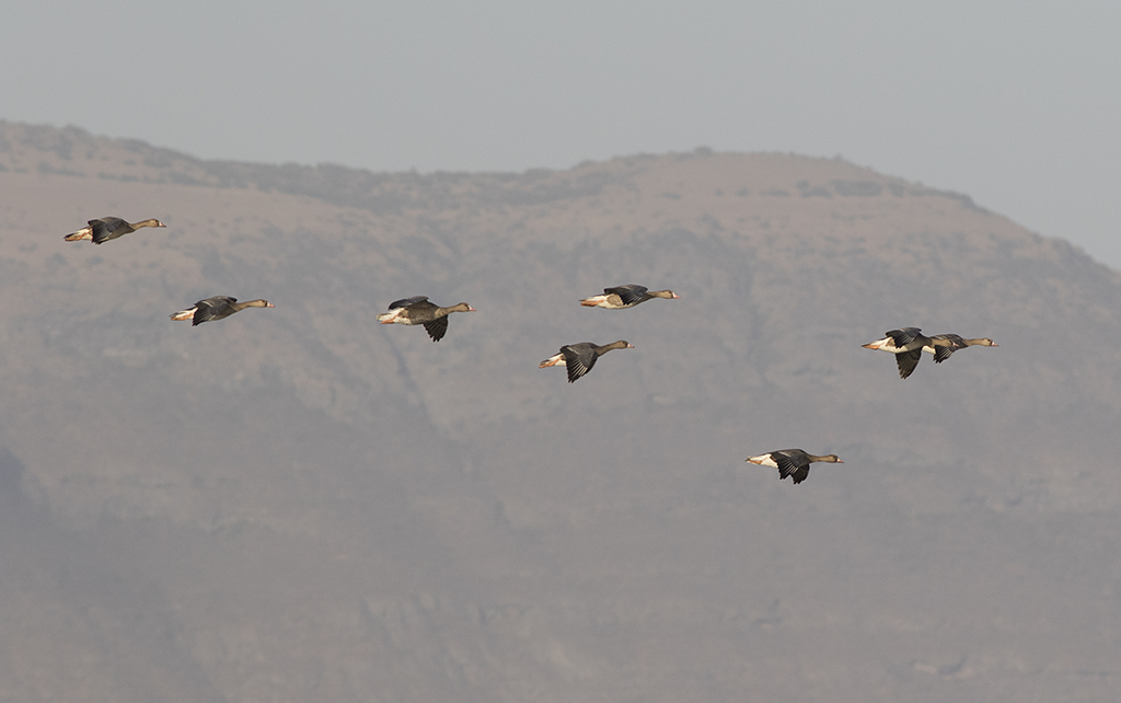 iGoTerra - Learn about Malabar Glassy Perchlet Ambassis dussumieri