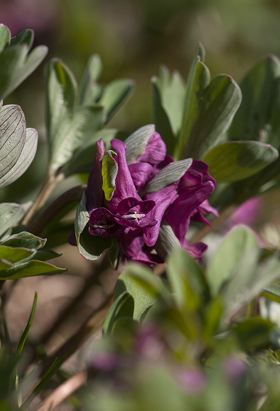 iGoTerra - Learn about Nilgiri Blue Robin Sholicola major