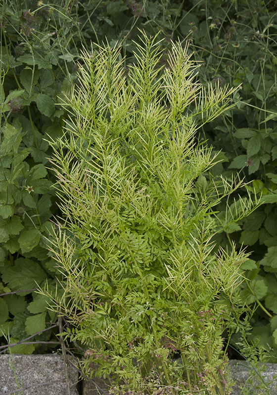 iGoTerra - Learn about Lily Of The Valley Orchid Dendrobium monophyllum