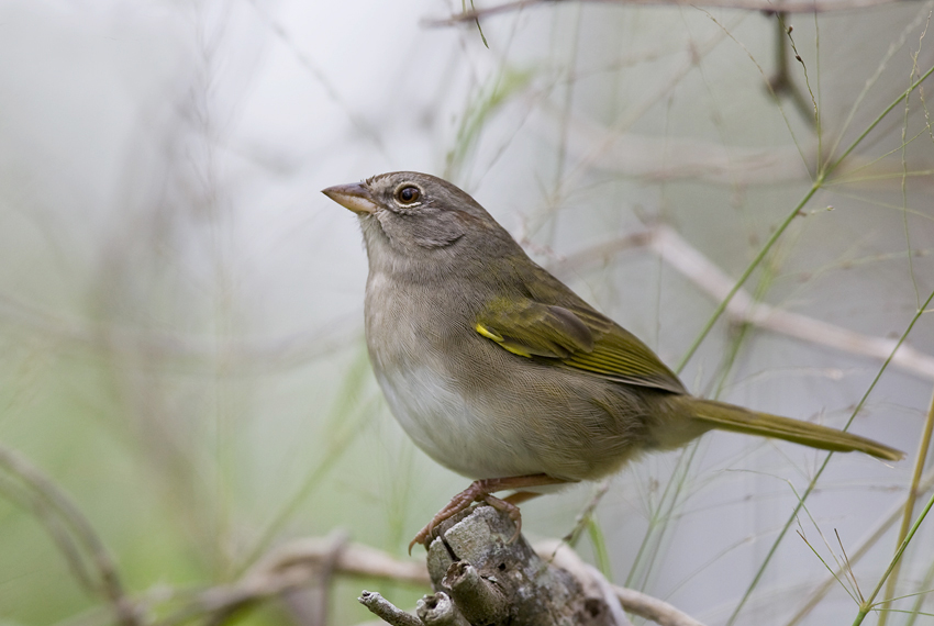 iGoTerra - Learn about Red-breasted Toucan Ramphastos dicolorus