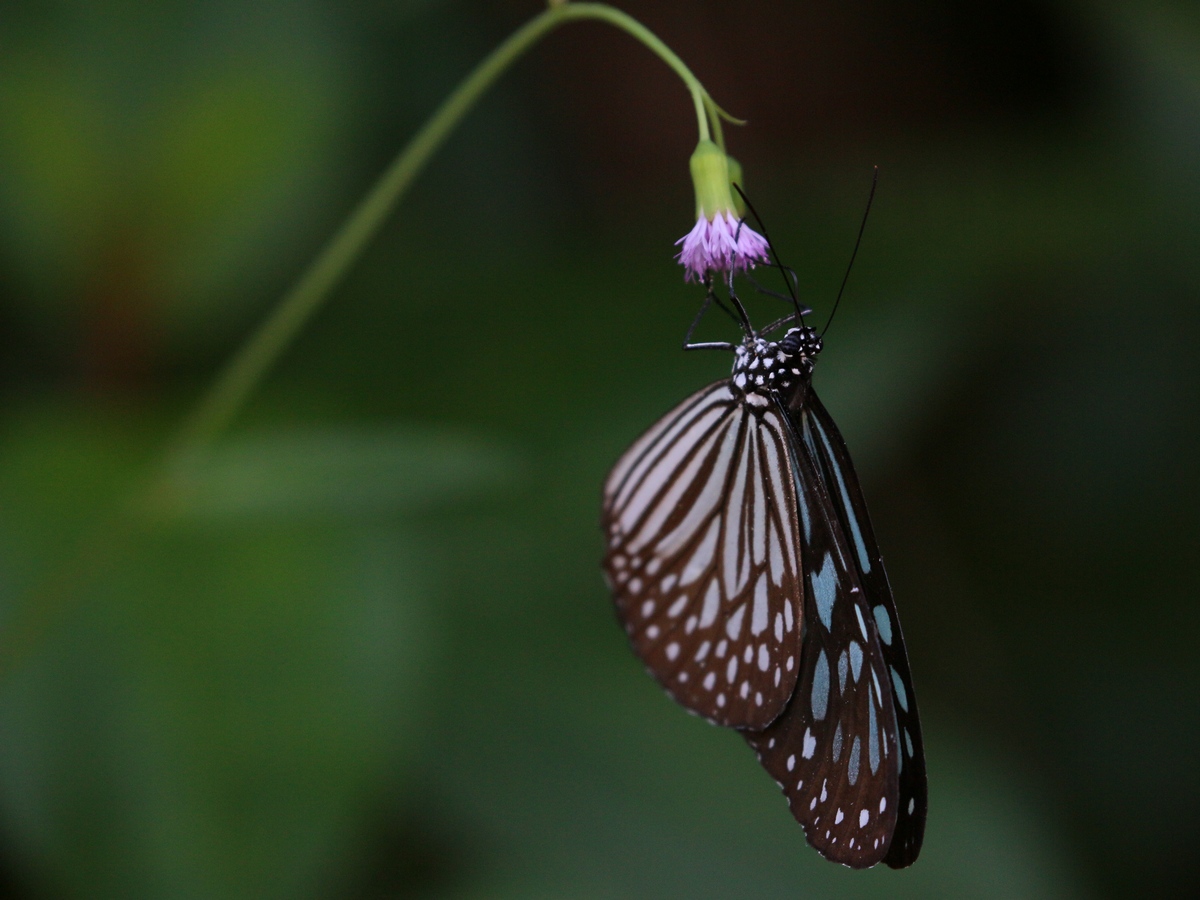 iGoTerra - Learn about Blue-headed Bee-eater Merops muelleri