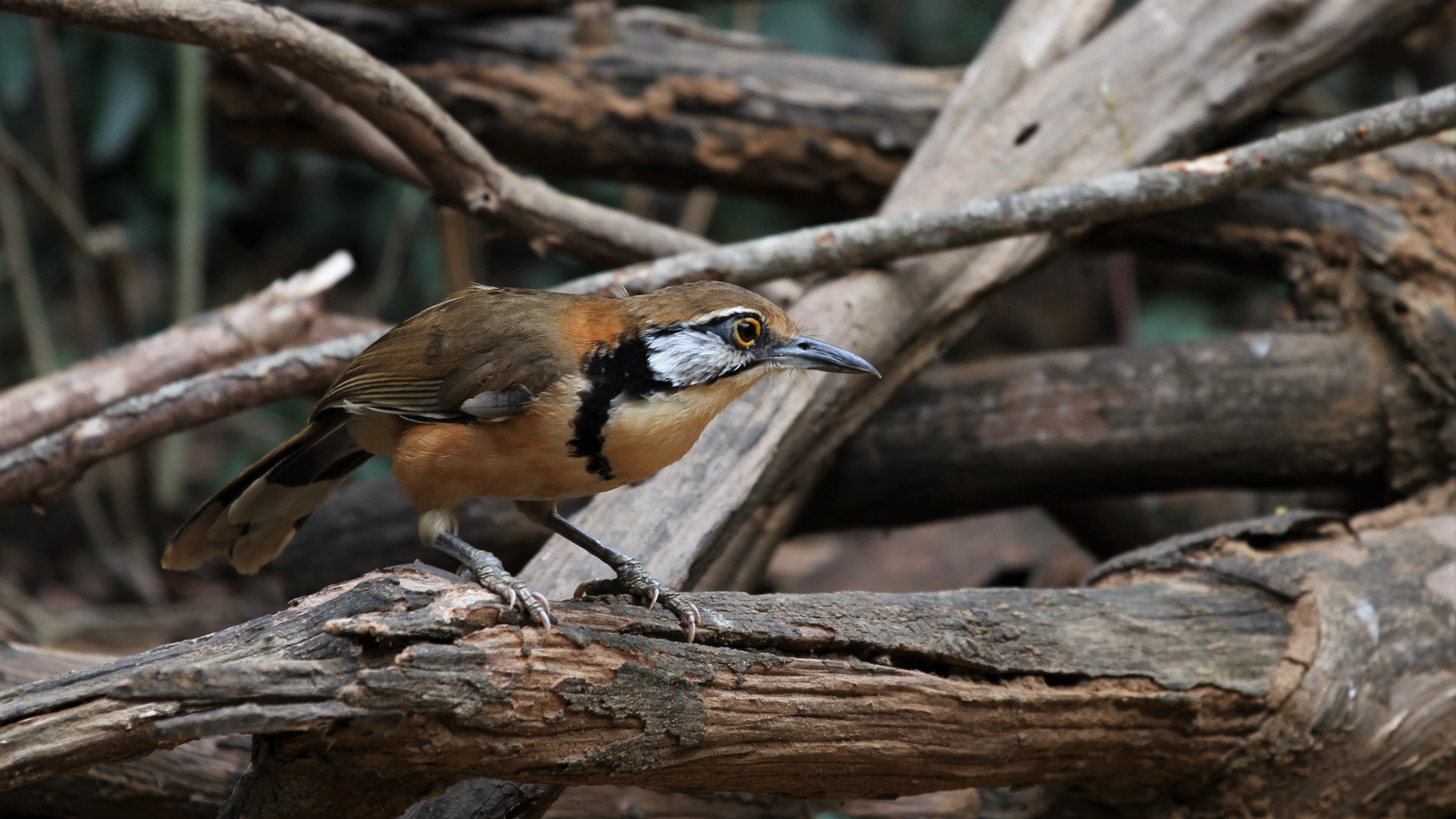 iGoTerra - Learn about White-fronted Tyrannulet (zeledon's) Phyllomyias ...