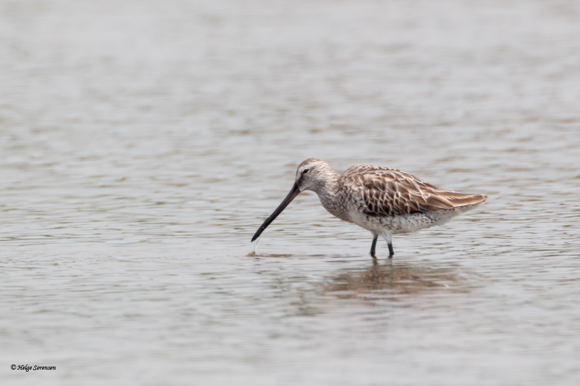 iGoTerra - Learn about Dog Whelk Nucella lapillus