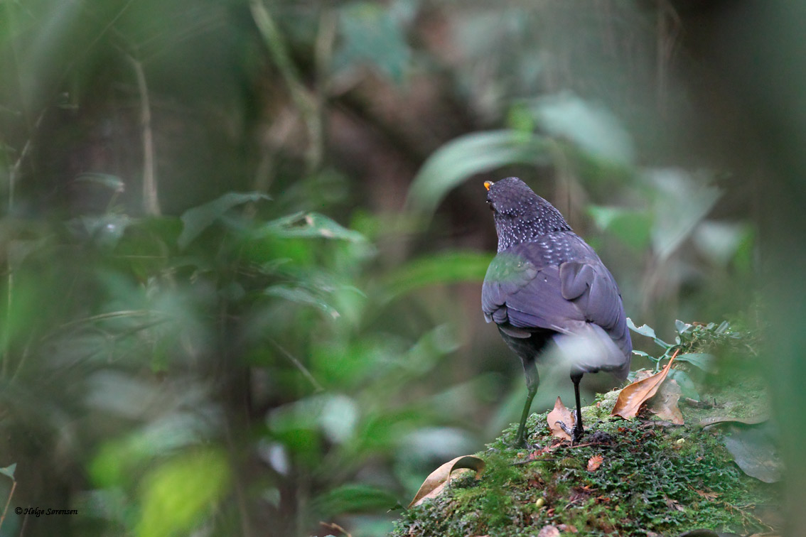 iGoTerra - Learn about Chestnut-tipped Toucanet Aulacorhynchus derbianus