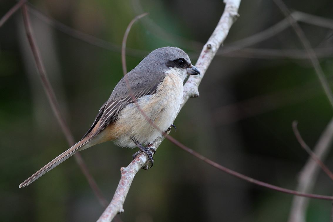 iGoTerra - Learn about European Red-rumped Swallow Cecropis rufula