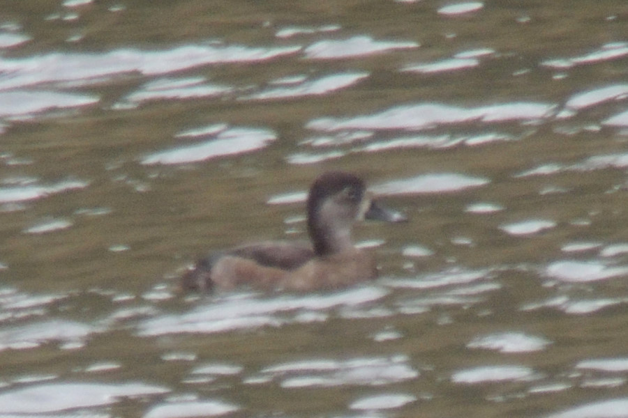 iGoTerra - Learn about Whistler's Warbler Phylloscopus whistleri