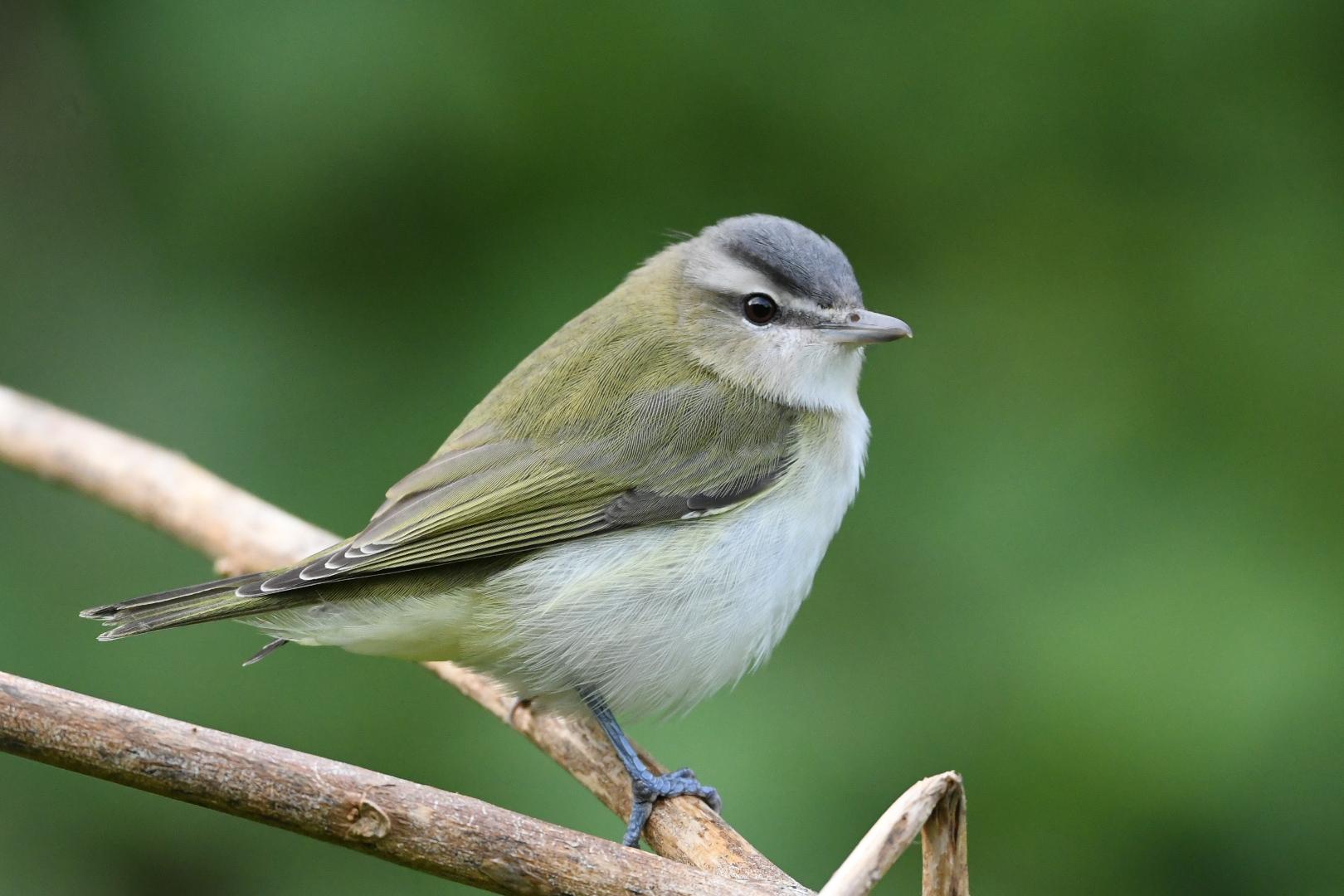 iGoTerra - Learn about Chestnut-vented Warbler Curruca subcoerulea