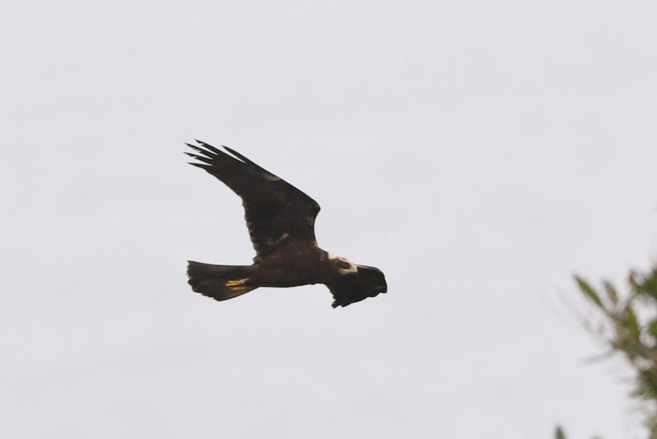 iGoTerra - Learn about House Swift Apus nipalensis