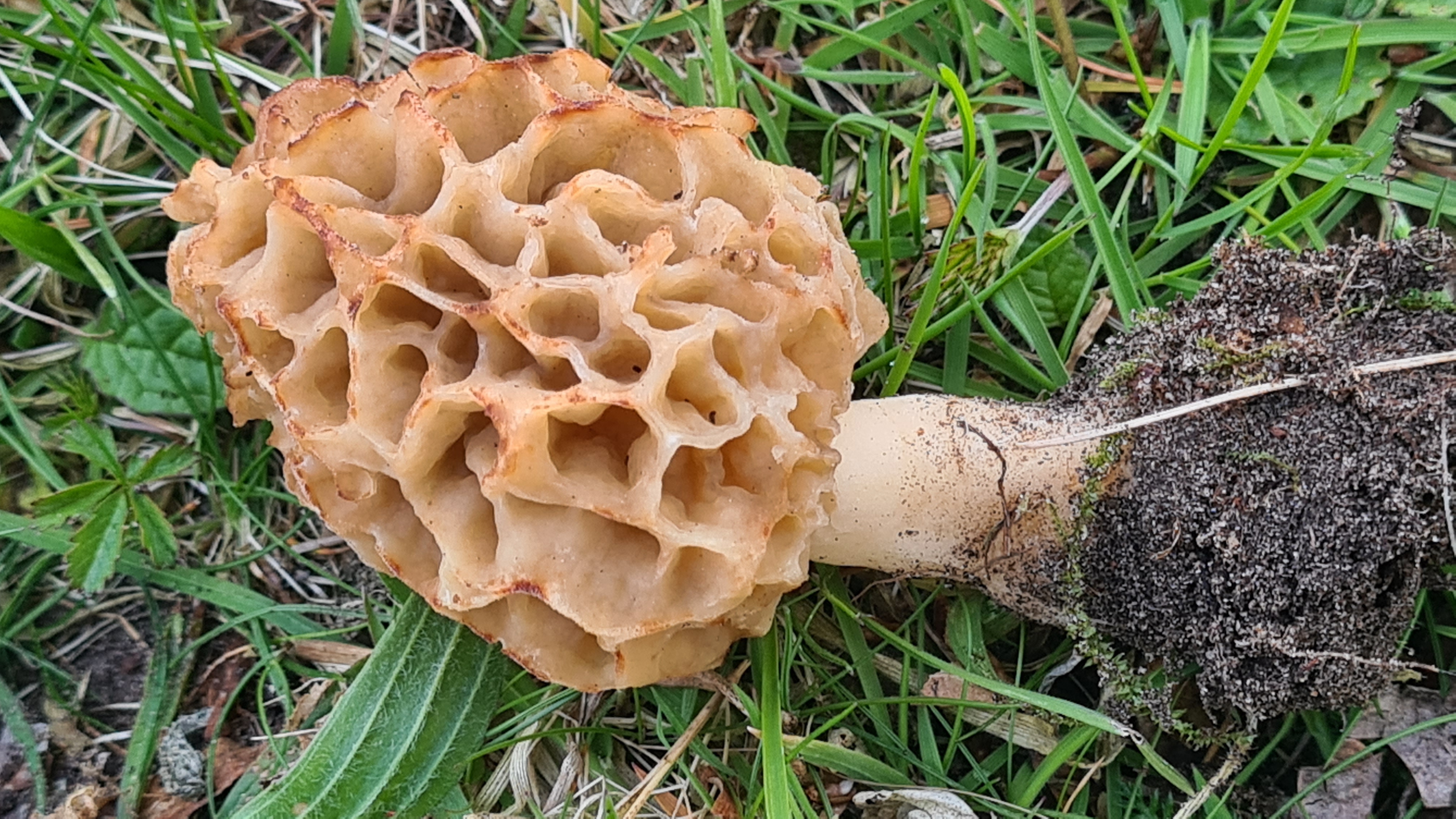 iGoTerra - Learn about Bicolored Hawk Accipiter bicolor