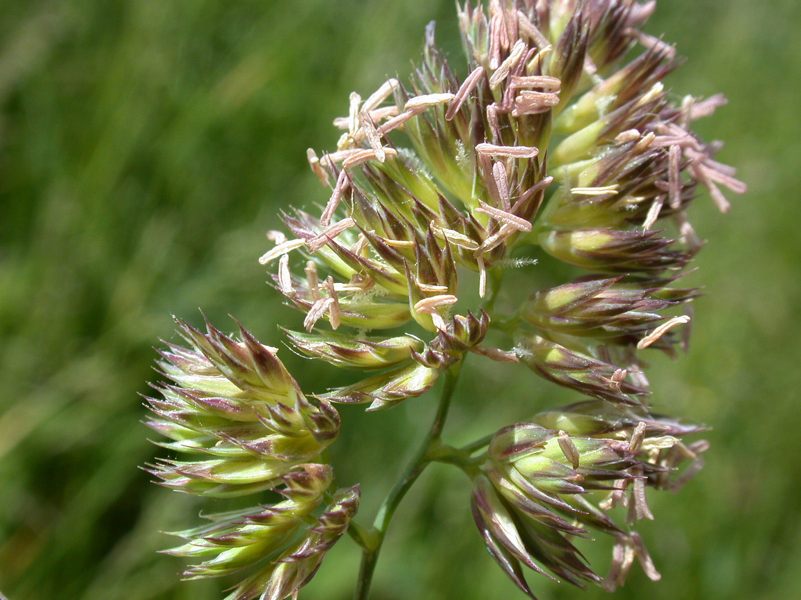 iGoTerra - Learn about Green-eyed Fiddler Crab Paraleptuca chlorophthalmus