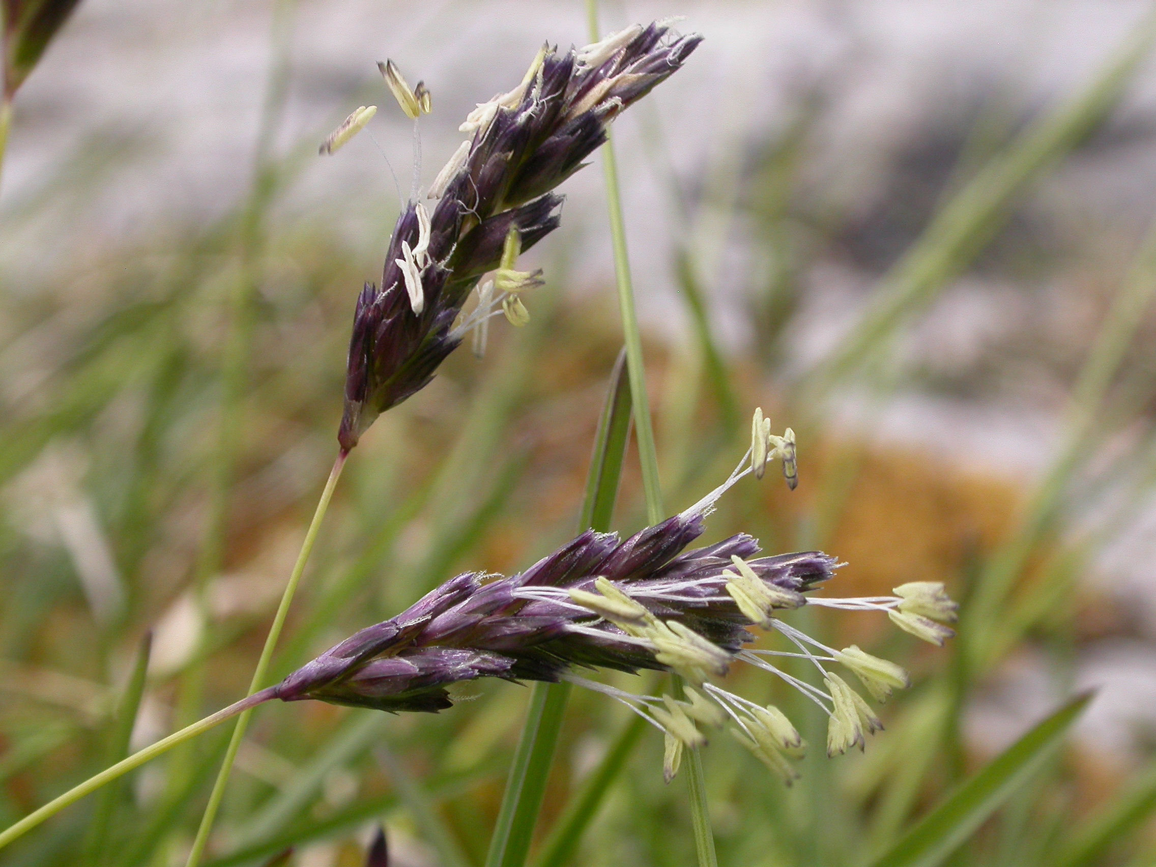 iGoTerra - Learn about Green-eyed Fiddler Crab Paraleptuca chlorophthalmus
