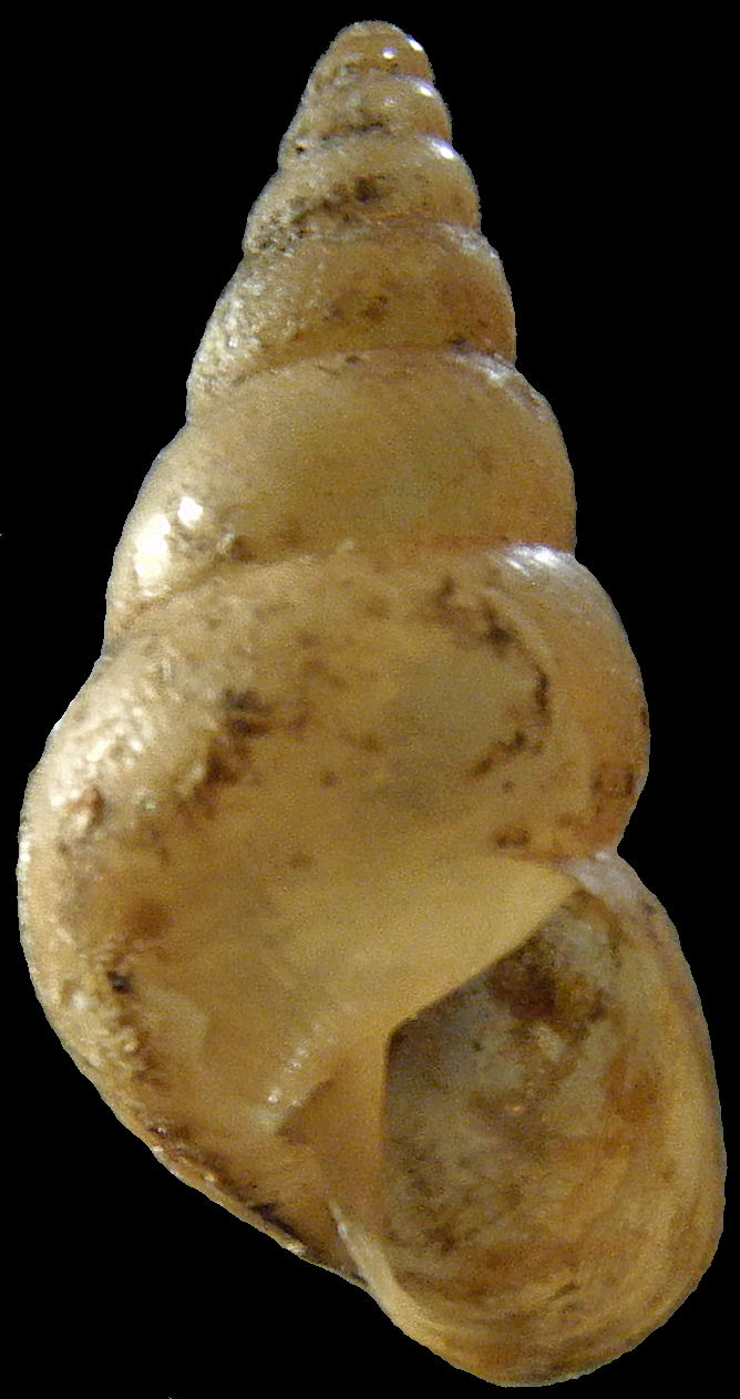 iGoTerra - Learn about Narrowleaf Yucca Yucca angustissima