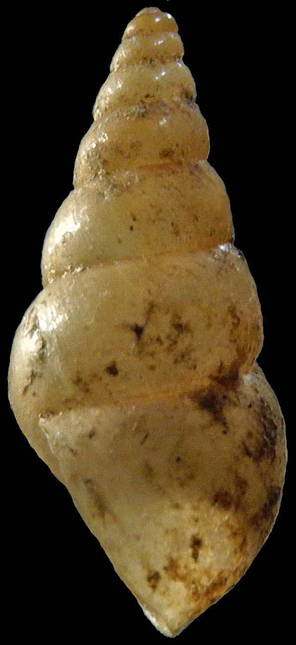 iGoTerra - Learn about Narrowleaf Yucca Yucca angustissima